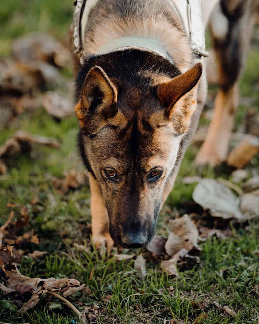 Veterinary Analysis | BioSystems - Official Website